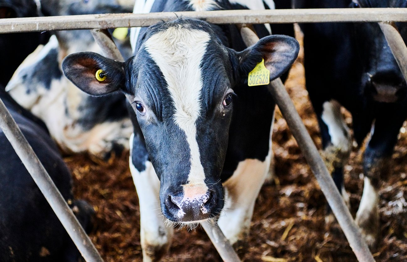 Cow burps and the drive to net zero – it’s not all hot air