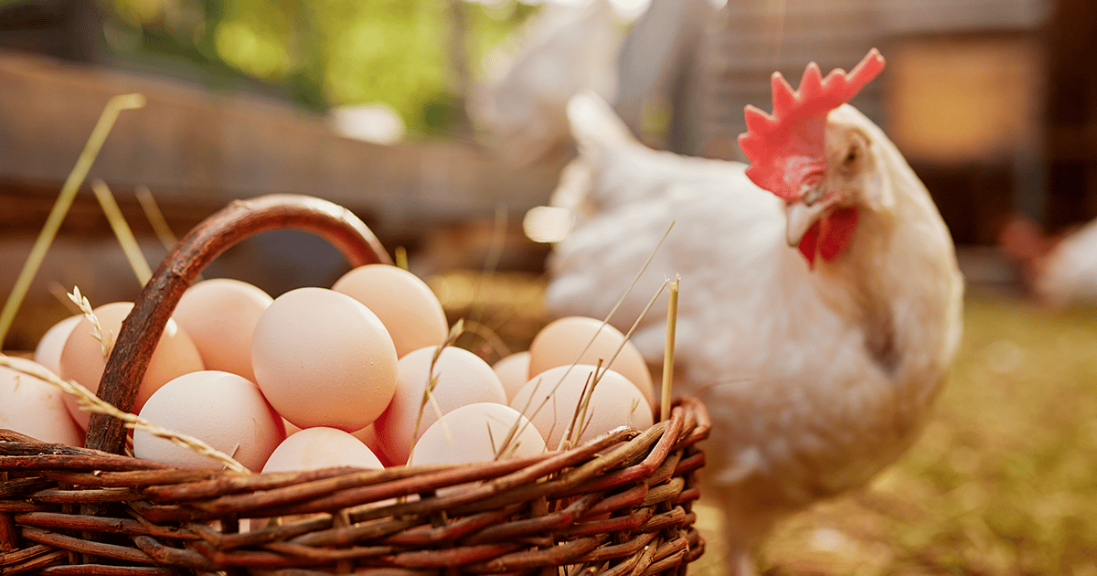 Cracking Techniques For Maximising Vitamin D In Eggs 8791