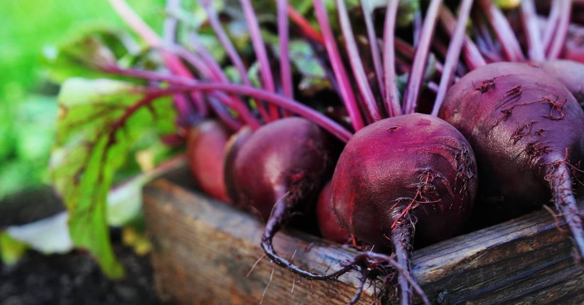 Do beetroot supplements really boost your body as they claim?