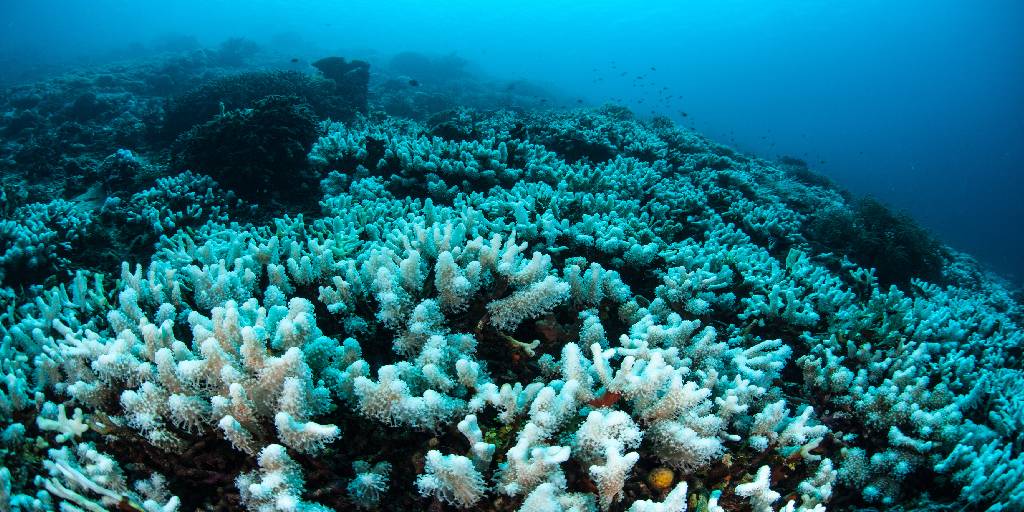 How we’re working to preserve and protect our coral reefs