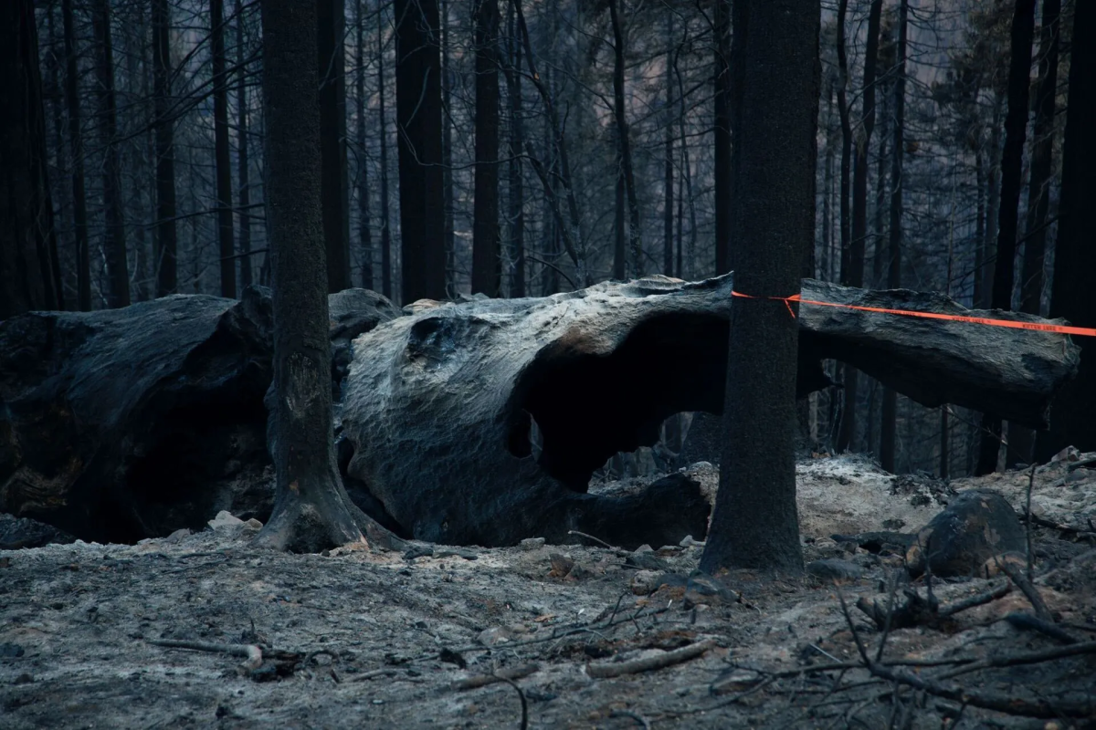 Fire Complex | Exposing the devastating impact of forest fires