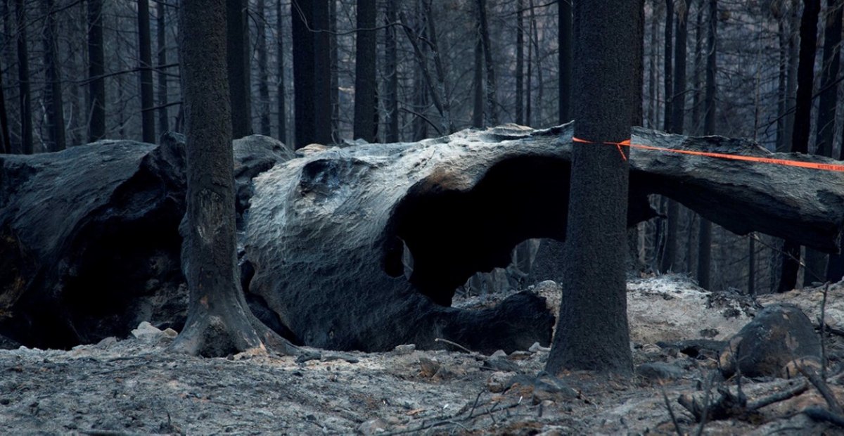 Exposing the devastating impact of forest fires